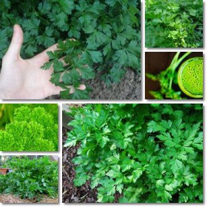 Properties and Benefits of Parsley - NatureWord