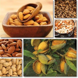 Properties and Benefits of Almonds - NatureWord