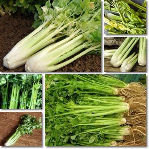 Properties and Benefits of Celery - NatureWord