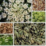 Properties and Benefits of Anise (In-Depth) - NatureWord