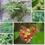 Parietaria Allergy: Causes, Symptoms and Treatment - NatureWord