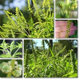Ragweed allergy treatment Archives - NatureWord