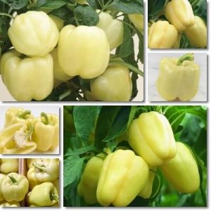Properties and Benefits of White Bell Peppers - NatureWord