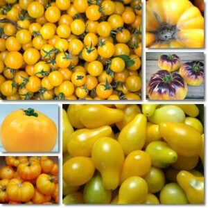 Properties and Benefits of Yellow Tomatoes - NatureWord