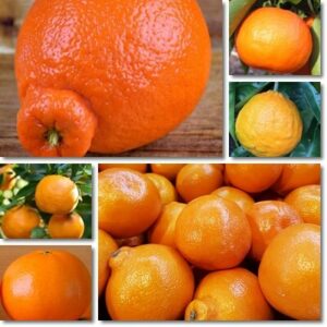Properties and Benefits of Tangelo - NatureWord