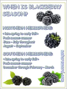 When Is Blackberry Season? (Answered) - NatureWord