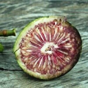 10 Fruits That Start With U (With Description) - NatureWord